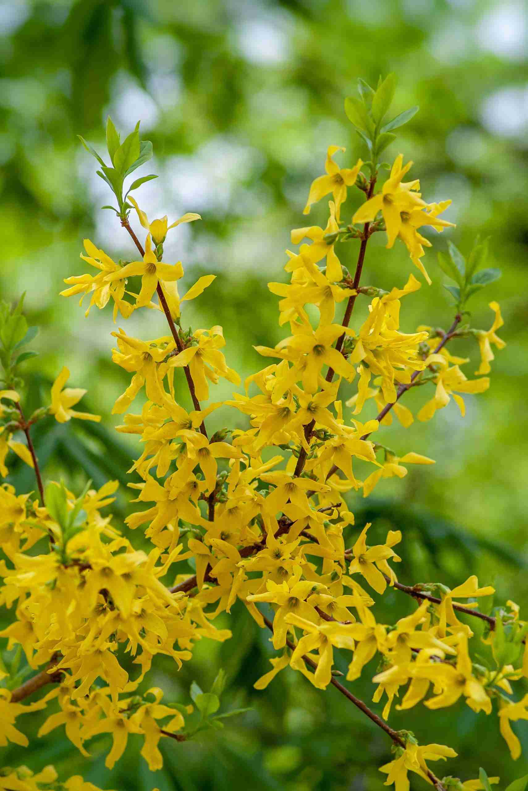 Surprising Benefits And Medicinal Uses For Forsythia - The Outdoor ...
