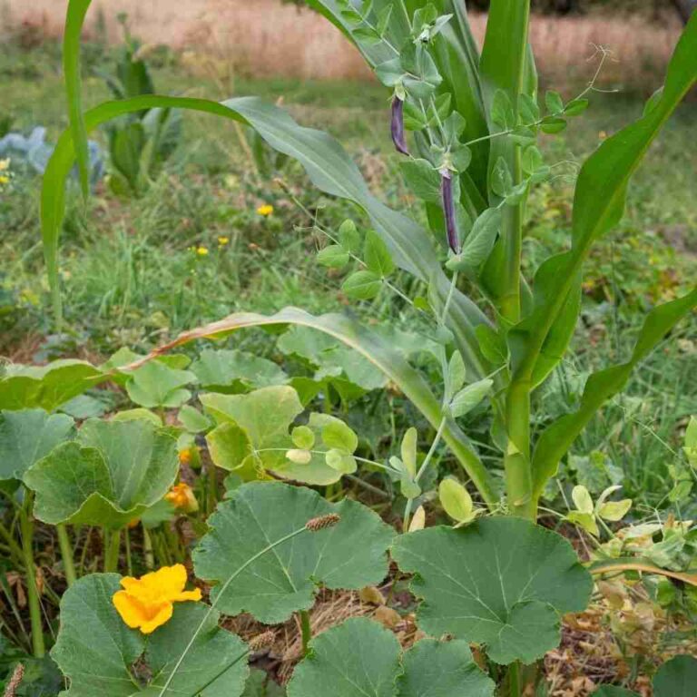 Pumpkin Patch 101: Easy Step-by-Step Guide For Starting Your Own - The ...