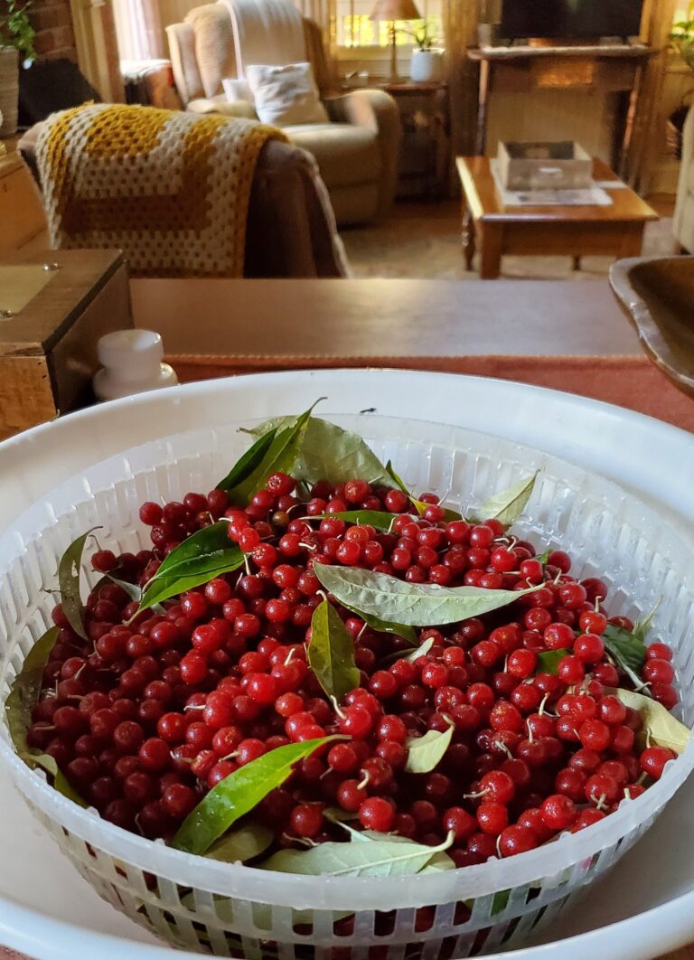 Autumn Olive Berries: An Amazing Superfood - The Outdoor Apothecary