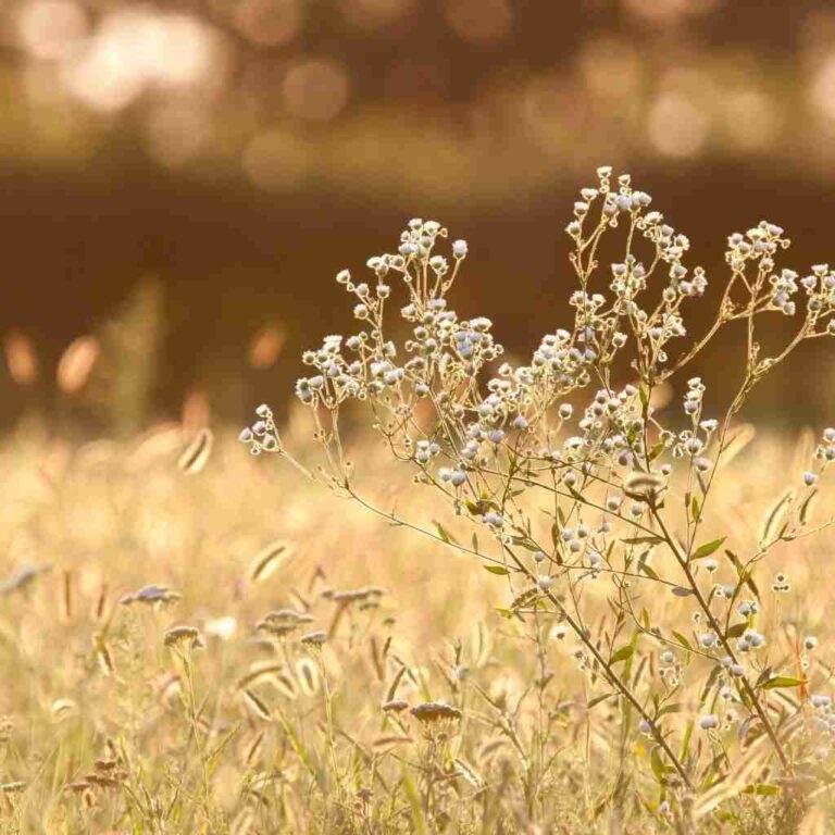 30+ Best Field Guides & Plant Identification Books - The Outdoor Apothecary