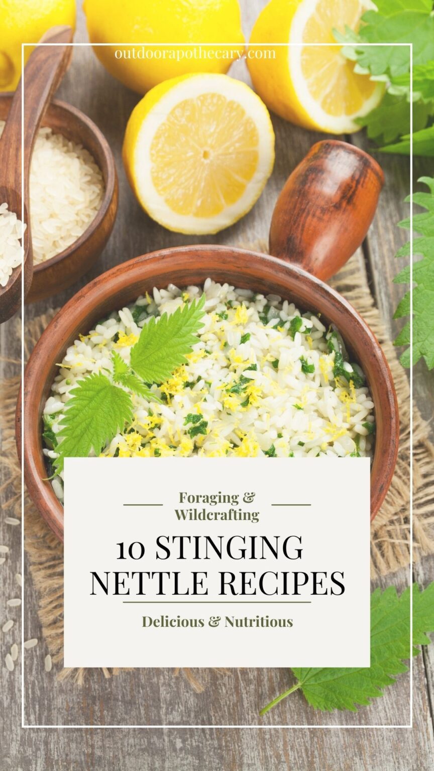 10 Easy Nettle Recipes You Don't Want To Miss - The Outdoor Apothecary