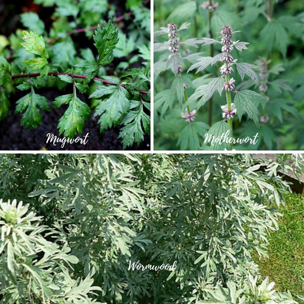 The Magic Of Mugwort, The Mother Of Herbs - The Outdoor Apothecary