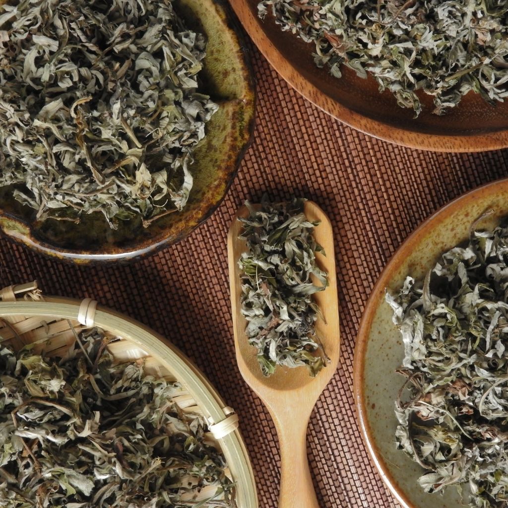 The Magic Of Mugwort, The Mother Of Herbs - The Outdoor Apothecary
