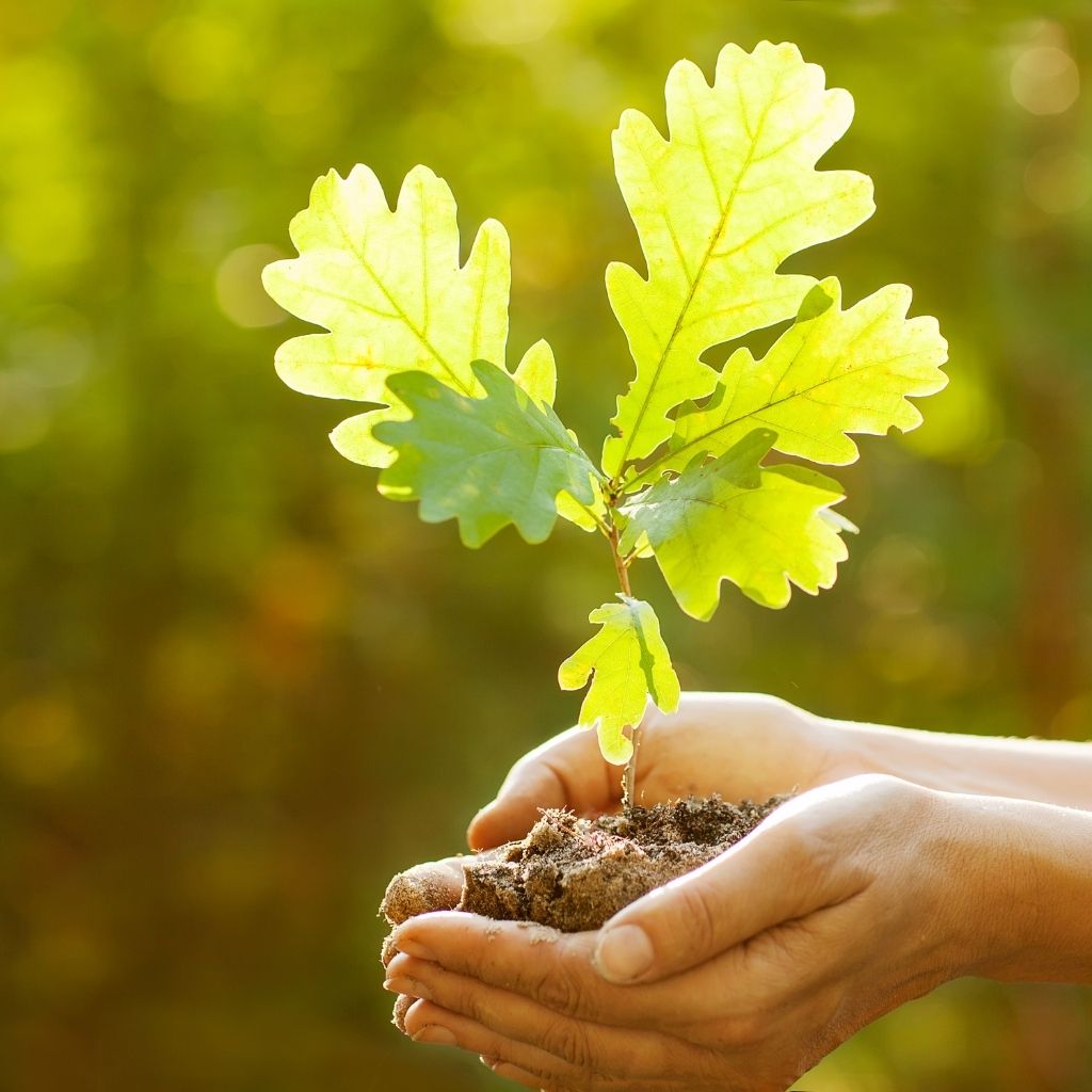 13 Reasons Why Native Plants Are Best: A Wildlife Gardener's ...