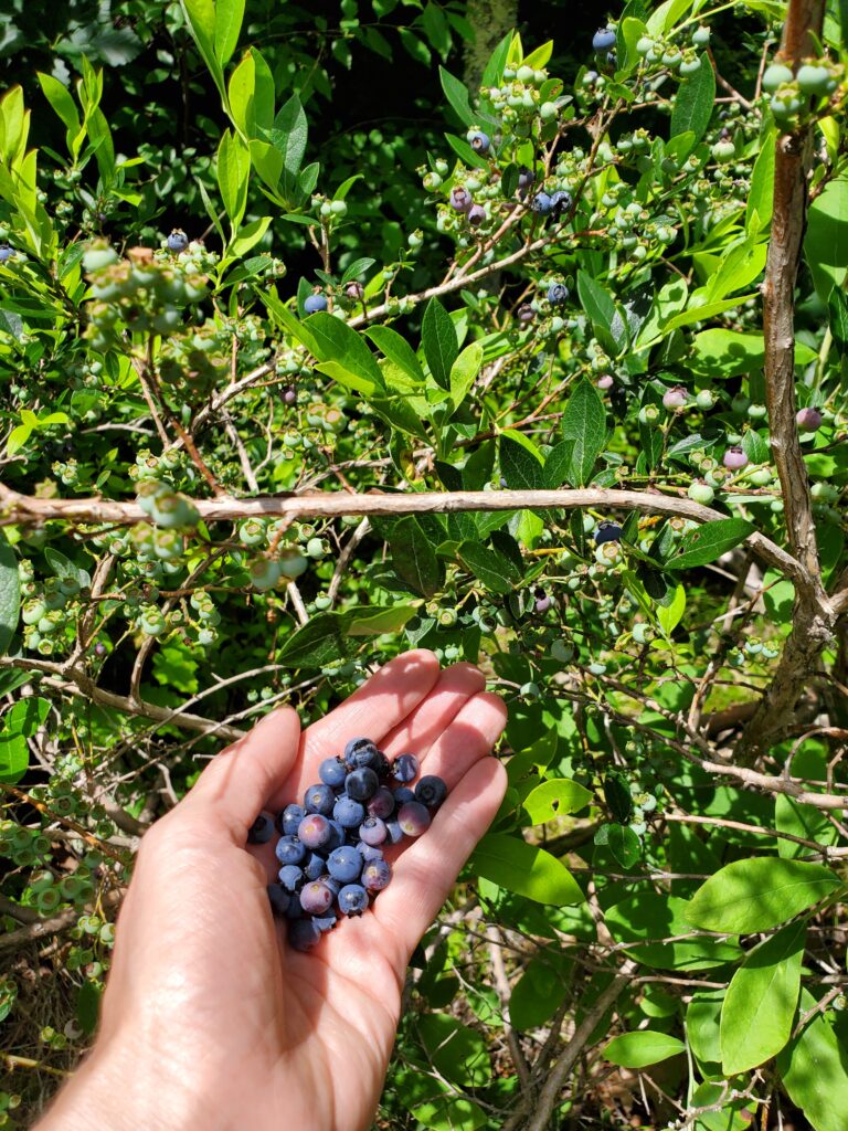 How To Identify, Harvest, And Pick Wild Blueberries: The Ultimate Guide ...