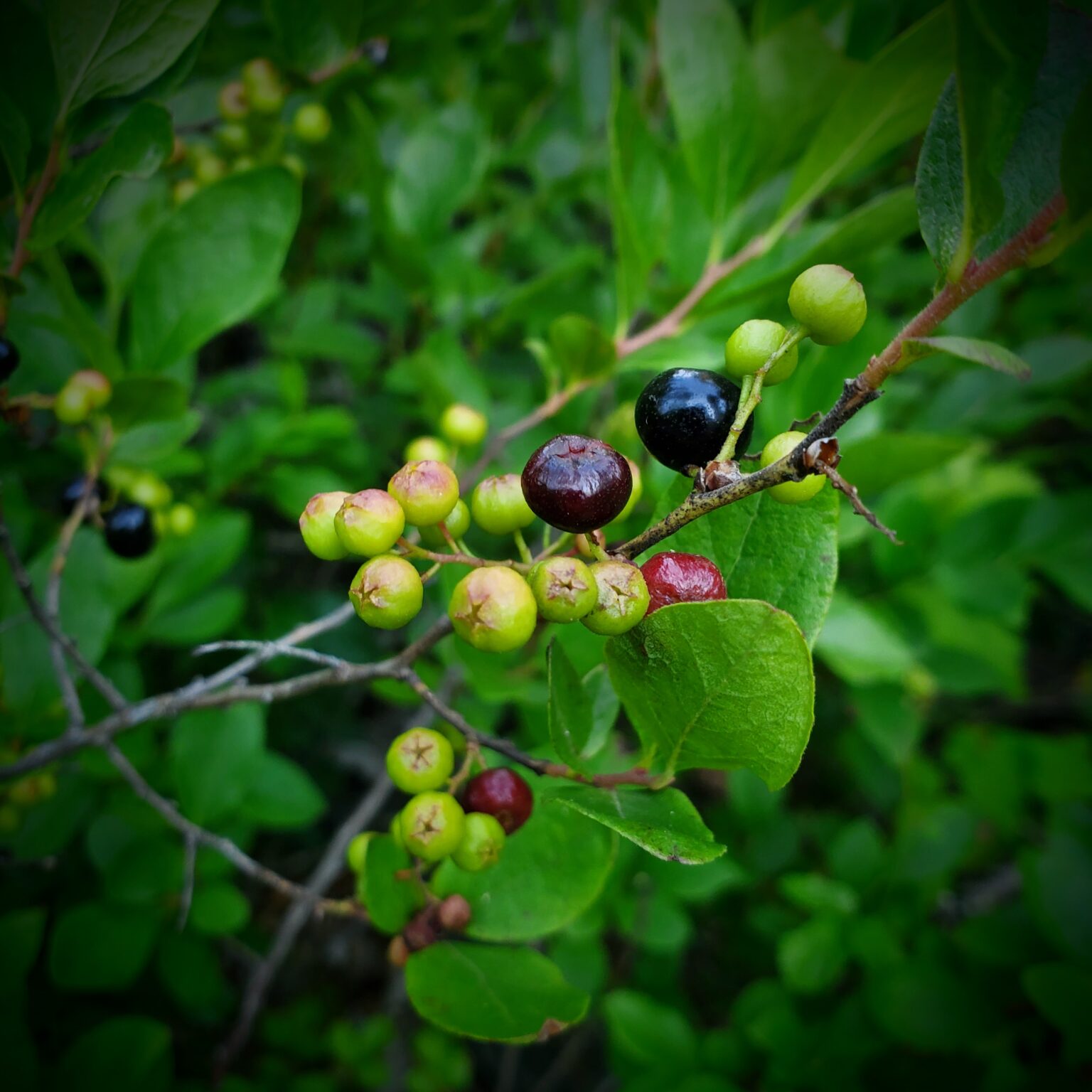 How To Identify, Harvest, And Pick Wild Blueberries: The Ultimate Guide ...