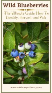 How To Identify, Harvest, And Pick Wild Blueberries: The Ultimate Guide ...