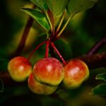 Magical Crabapple: The Folklore & How To Use This Underappreciated ...