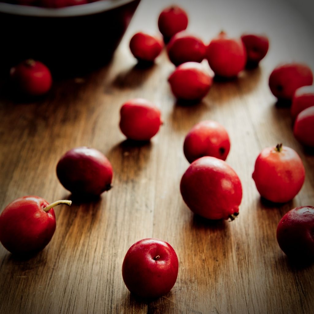 Magical Crabapple: The Folklore & How To Use This Underappreciated ...