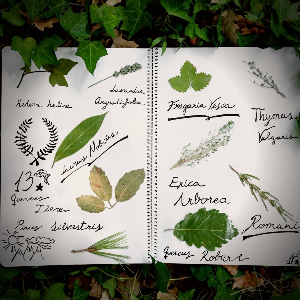 The Amateur Botanist: How The Growth Of A Science Is Built Through ...