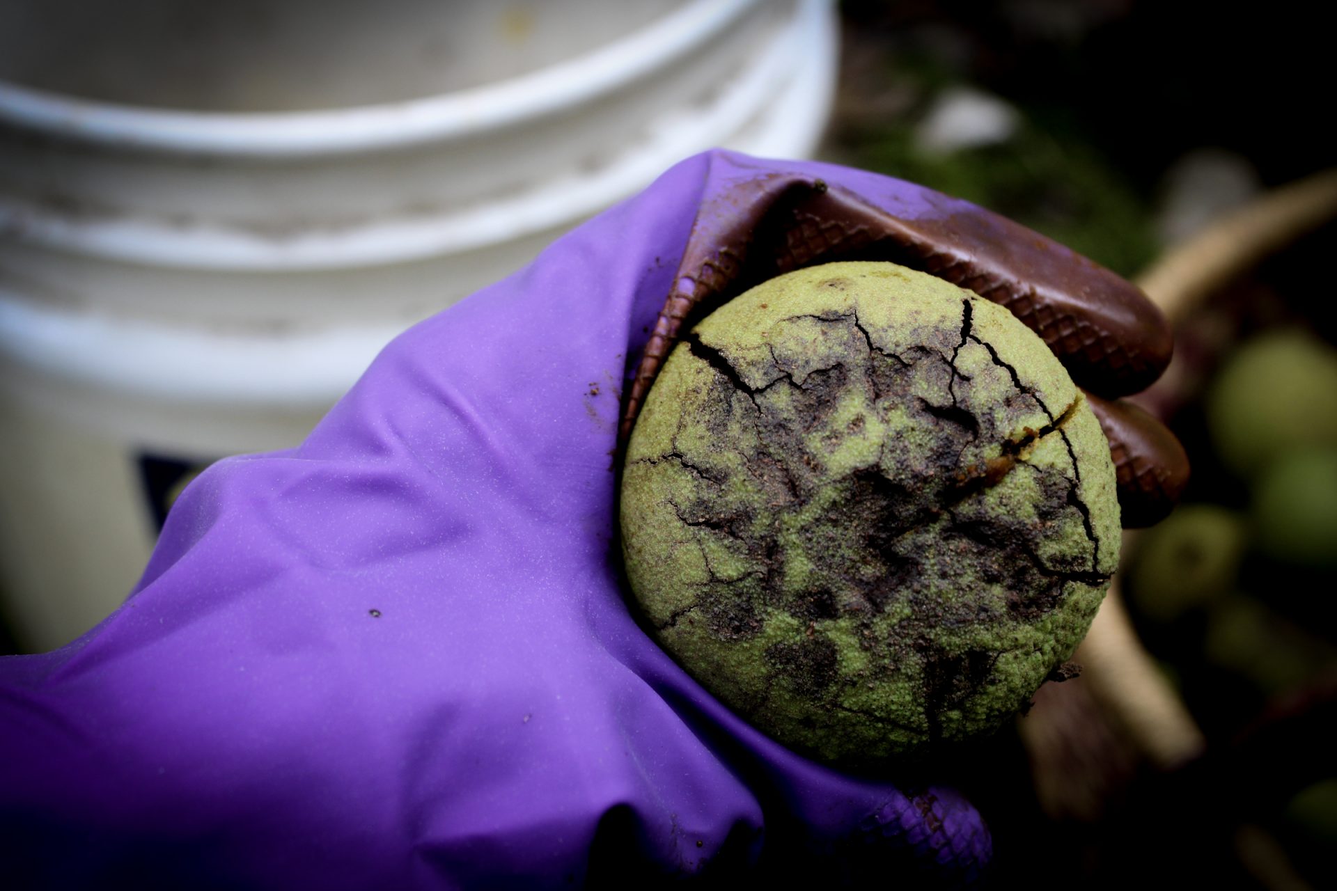 Harvesting Black Walnuts (The Best Way To Gather, Clean, And Cure Them ...