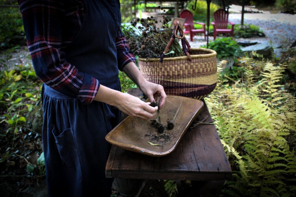 Saving Seeds: Why It's Important And How To Do It - The Outdoor Apothecary