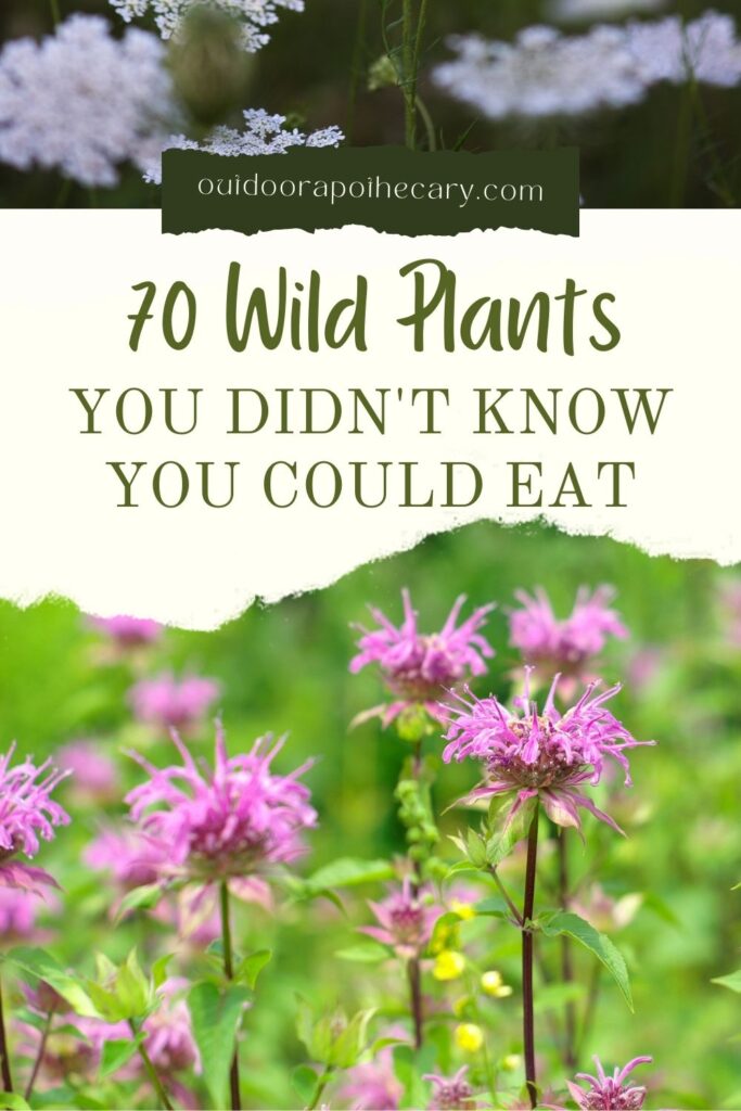 70 Wild Plants You Didn't Know You Could Eat - The Outdoor Apothecary