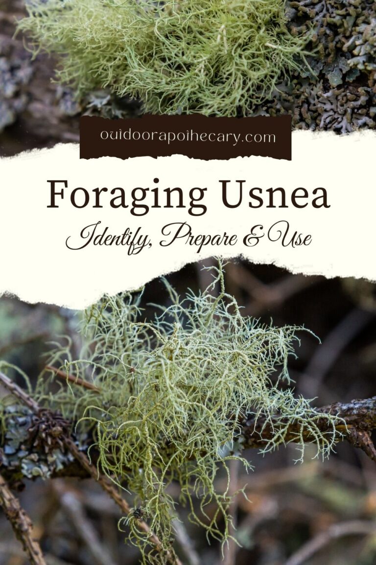Foraging Usnea: Identify, Prepare, And Use - The Outdoor Apothecary